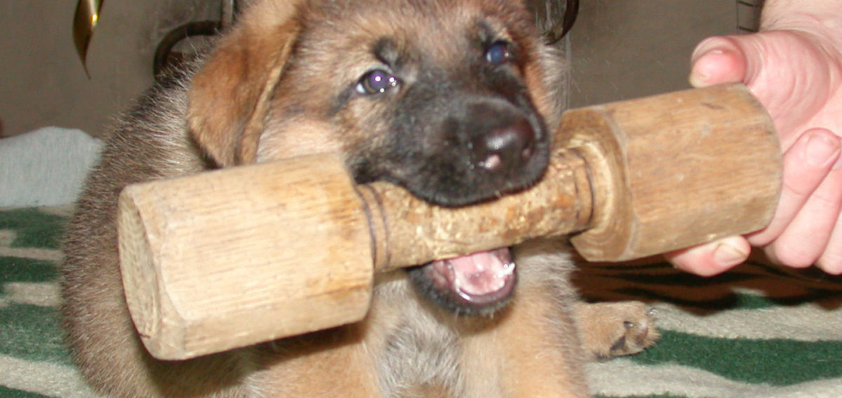 Статьи: - k-9.ru